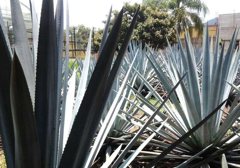 Guadalajara: Horse Riding on the Tequila Route with Tastings - The Bottom Line