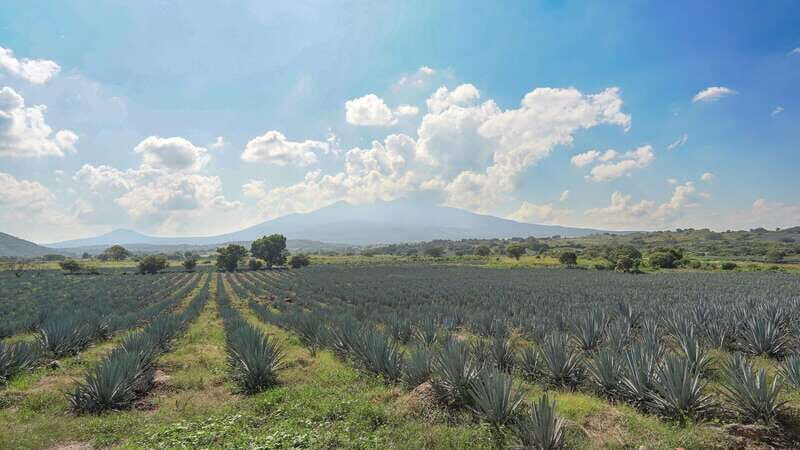 Guadalajara: Premium Tequila Tour with Tastings and Pairings - An Overview of What This Tour Offers
