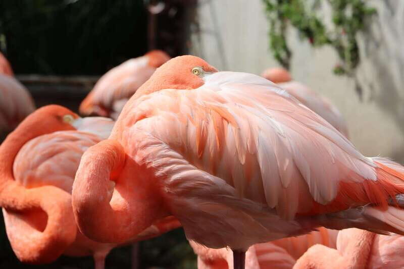Guadalajara: ticket to Michin Aquarium - Overview of Acuario Michin: Modern Conservation Meets Family Fun