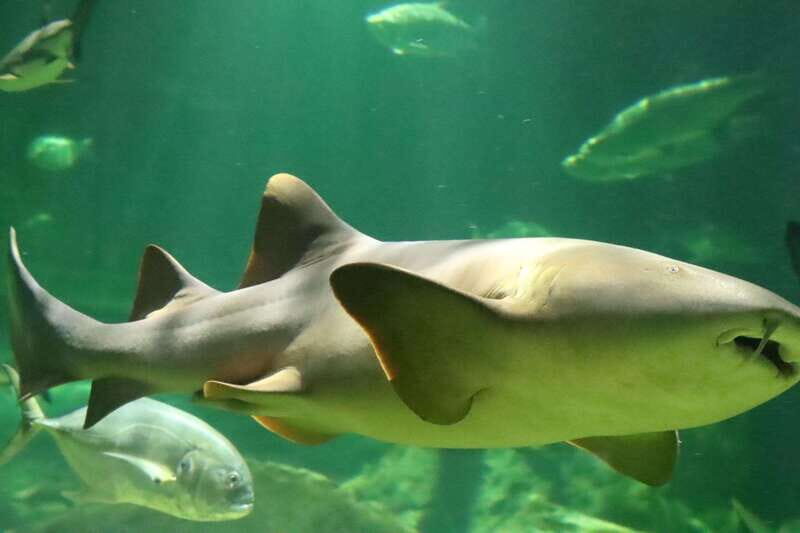 Guadalajara: ticket to Michin Aquarium - Engaging Activities and Animal Encounters