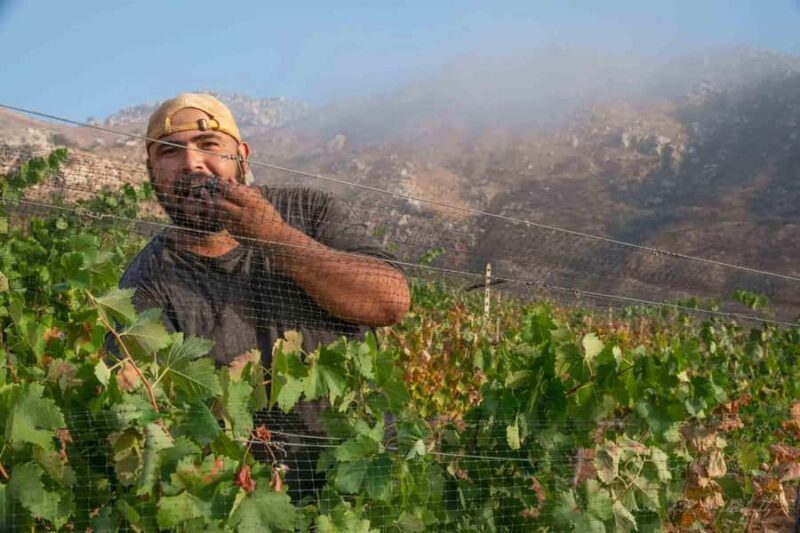 Guadalupe Valley: The Art of Wine, Exclusive Route, and Gourmet Food - The Itinerary Breakdown: What You Can Expect