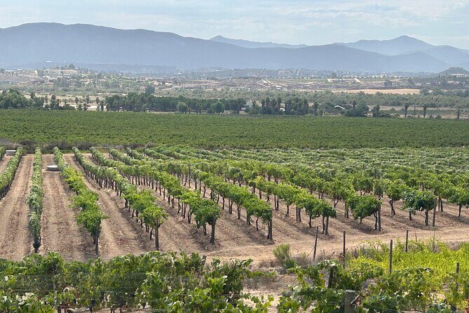 Guadalupe Valley Wine Route - Practical Tips for Your Trip