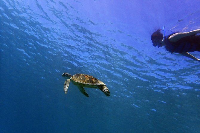 Guam's 5 Star Guided Snorkeling Tour! - Authentic Feedback from Guests