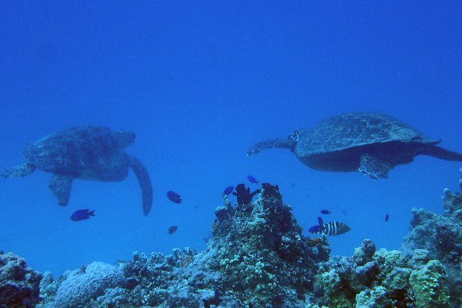 Guam's Best Beach Diving! Beginner and Advanced Dives - A Closer Look at the Experience