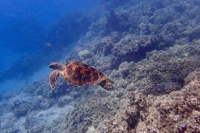 Guam's Best Beach Diving! Beginner and Advanced Dives - FAQ