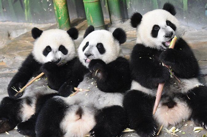 Guangzhou Chimelong Safari Park - Final Thoughts