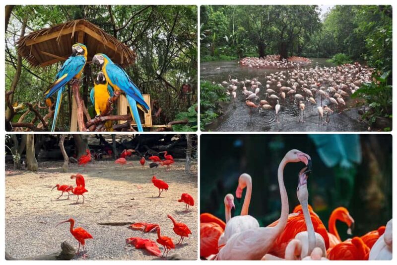 Guangzhou Chimelong: Safari Park/ParadiseOptional Day Tour - Analyzing the Value