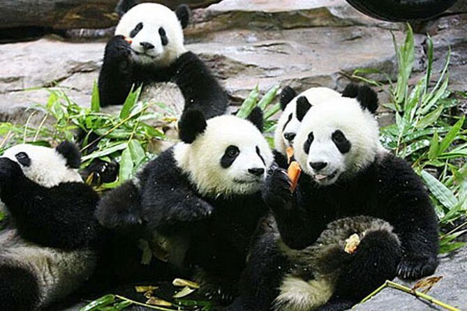 Guangzhou Chimelong Safari Park Private Guided Tour - Key Points