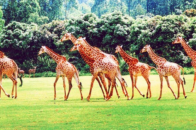 Guangzhou Chimelong Safari Park Private Guided Tour - Who This Tour Is Best For
