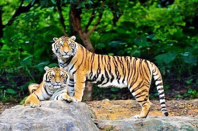 Guangzhou Chimelong Safari Park Private Guided Tour - FAQs