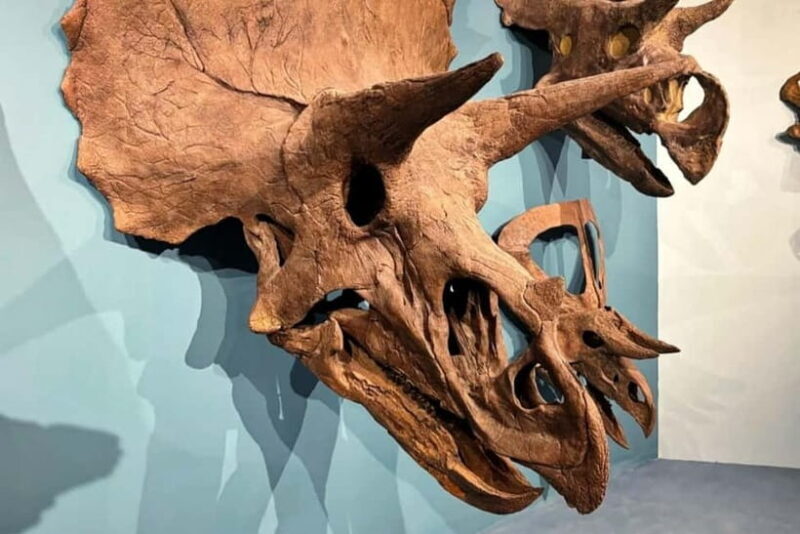 Guangzhou: Grandview Museum of Nature Science Ticket - Discover the World of Nature at Guangzhou’s Grandview Museum of Nature Science