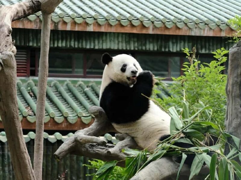 Guangzhou: Guangzhou Zoo Official Entry Ticket with Pandas - Key Points