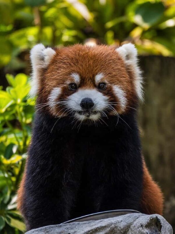 Guangzhou: Guangzhou Zoo Official Entry Ticket with Pandas - Why Visit Guangzhou Zoo?