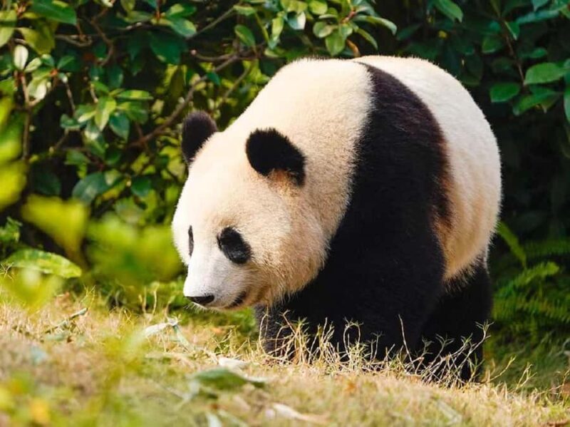 Guangzhou: Guangzhou Zoo Official Entry Ticket with Pandas - The Experience: What Travelers Say