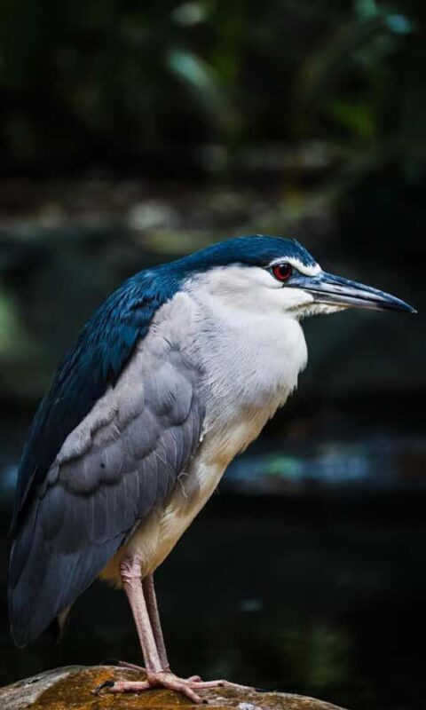 Guangzhou: Guangzhou Zoo Official Entry Ticket with Pandas - The Cost and Value