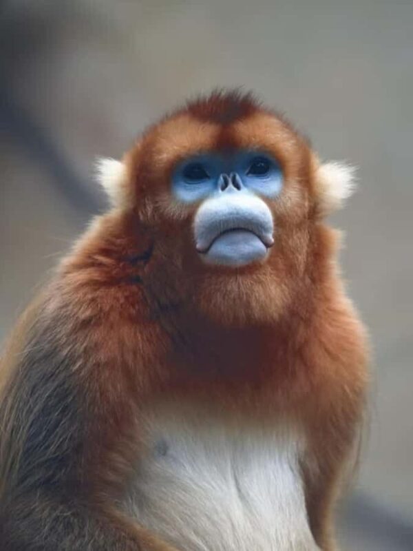 Guangzhou: Guangzhou Zoo Official Entry Ticket with Pandas - Practical Tips for Visitors