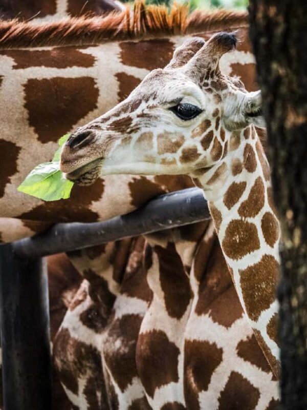 Guangzhou: Guangzhou Zoo Official Entry Ticket with Pandas - Frequently Asked Questions