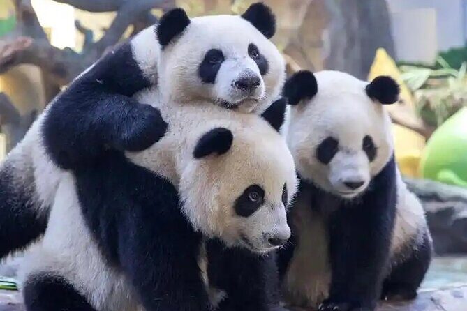 Guangzhou Private Safari Tour with Ride - Key Points