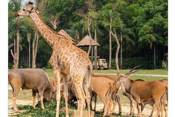 Guangzhou Private Safari Tour with Ride - A Well-Organized Visit to Chimelong Safari Park