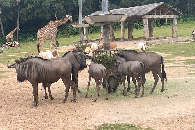 Guangzhou Private Safari Tour with Ride - Value and Practical Considerations