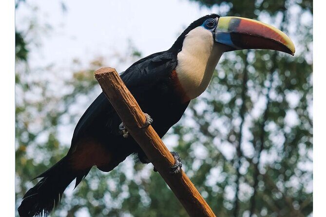 Guangzhou Private Safari Tour with Ride - Why Choose This Tour?