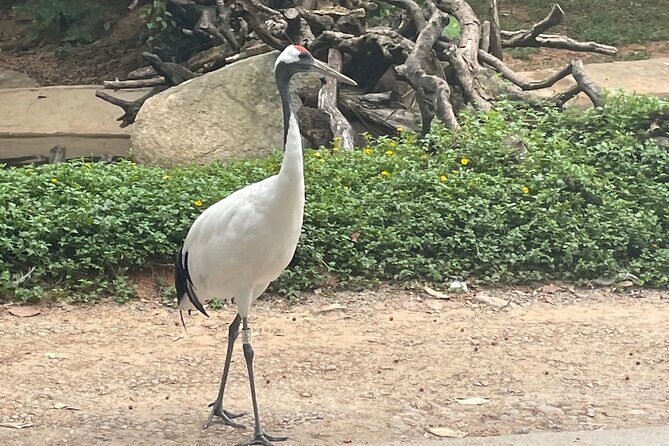 Guangzhou Private Safari Tour with Ride - The Sum Up