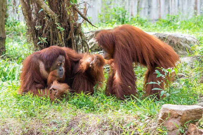 Guaranteed Departures: Wild & Wonderful! VinWonders & Safari Park - The Itinerary: Deep Dive into the Experience