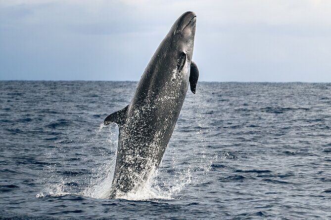 Guaranteed Dolphin and Whale Watch Tour in Kona - An Introduction to the Tour: Setting Expectations
