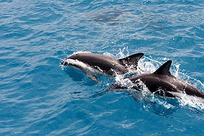Guaranteed Dolphin Sighting Tour on Tropics Boat Tours - The Dolphin Encounter: Playful Marine Residents