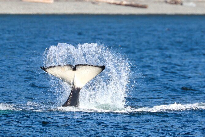 Guaranteed Whale Watch Tour from Anacortes - Who Should Consider This Tour?