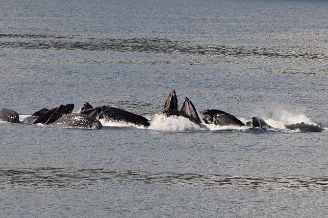 Guaranteed Whale Watching Adventure - An Authentic Alaska Wildlife Experience