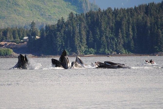 Guaranteed Whale Watching Adventure - The Weather and What to Expect