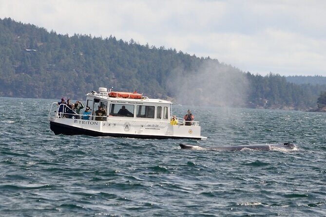 Guaranteed Whale Watching Tour - The Experience: What to Expect and Why It Matters