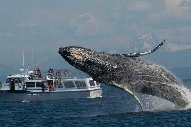 Guaranteed Whale Watching Tour - Authentic Experiences and Highlights from Reviews