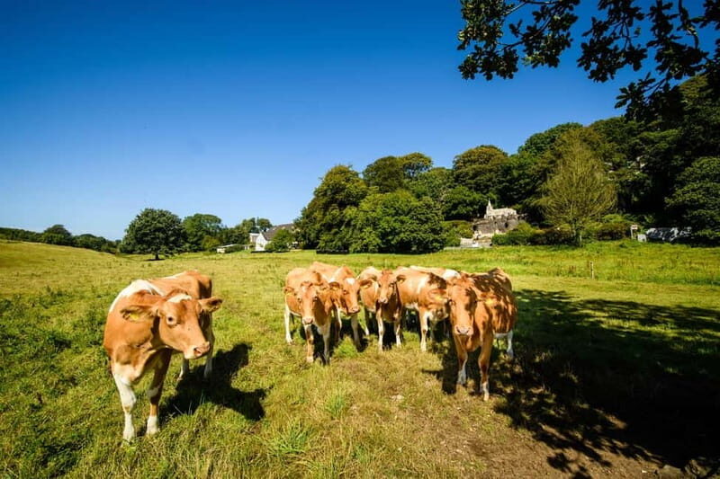 Guernsey: Half-Day Island Shore Excursion Tour - Who Will Love This Tour?