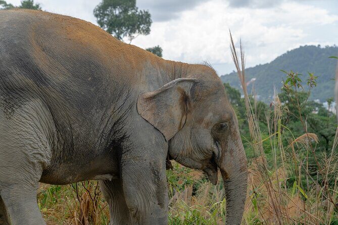 Guide Tour to Patong Hilltribe Ethical Elephant Village - FAQ