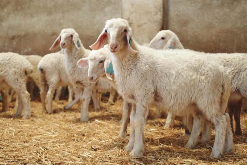 Guide Visit to the old Cheese Factory - An Authentic Look at Spanish Cheese Making