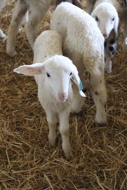 Guide Visit to the old Cheese Factory - Why This Experience Is Perfect for You