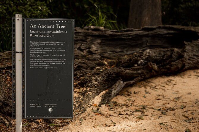Guided Aboriginal Cultural Tour of Adelaide Botanic Garden - An Overview of the Experience