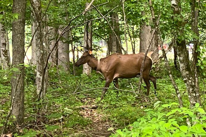 Guided Art Adventure Hikes in Great Smoky Mountains Natl Park - FAQ