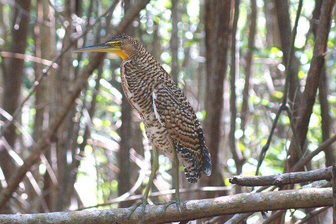 Guided Bird Watching Private Tour in Rio Lagartos from Tulum - Introduction