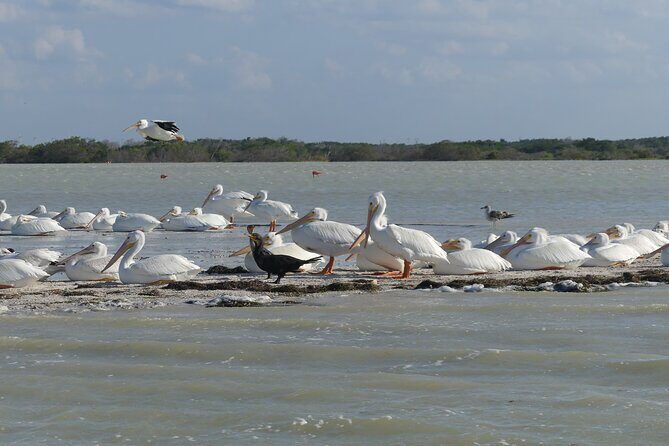 Guided Bird Watching Private Tour in Rio Lagartos from Tulum - Discovering Rio Lagartos: A Birdwatcher’s Paradise