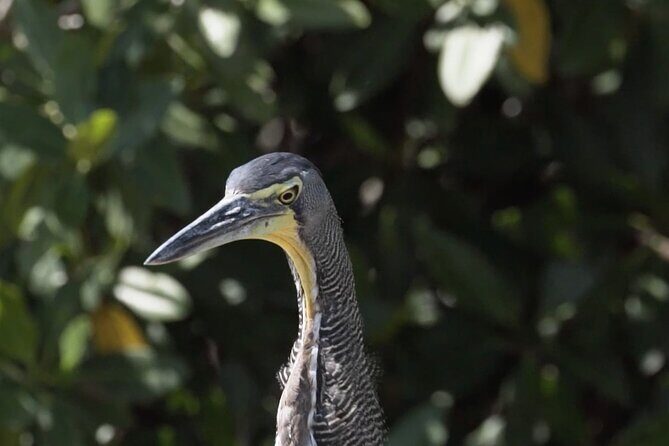 Guided Bird Watching Private Tour in Rio Lagartos from Tulum - Transportation & Comfort