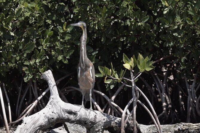 Guided Bird Watching Private Tour in Rio Lagartos from Tulum - Price & Value