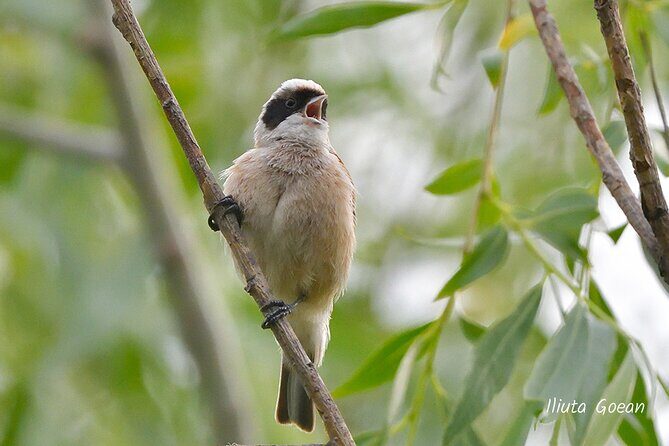 Guided Birdwatching day trip to the Danube Delta - private program - Frequently Asked Questions