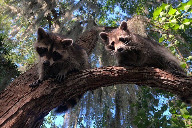 Guided Boat Tour of New Orleans Bayou and Wildlife - A Deep Dive into the Bayou Experience