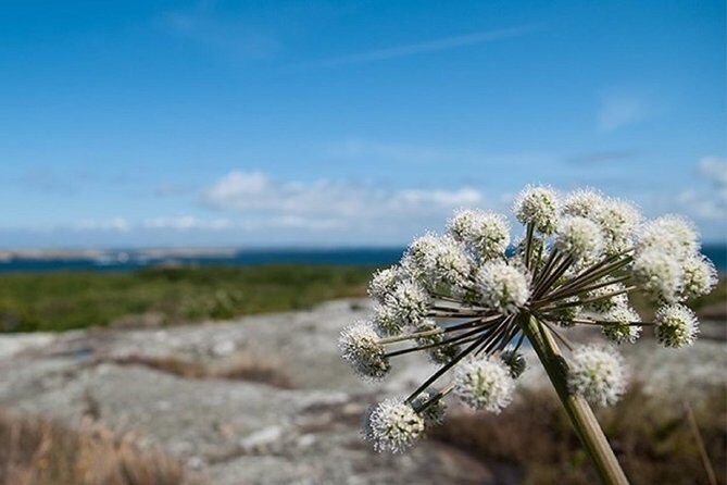 Guided boat tour to Vinga in Gothenburg - An Authentic Coastal Experience: What the Tour Includes