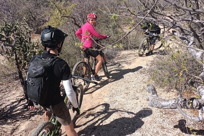 Guided Cactus Forest Mountain Bike Experience in La Ventana - What Makes This Mountain Bike Tour Stand Out?