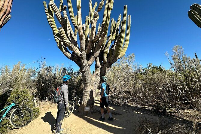 Guided Cactus Forest Mountain Bike Experience in La Ventana - Who Should Consider This Tour?