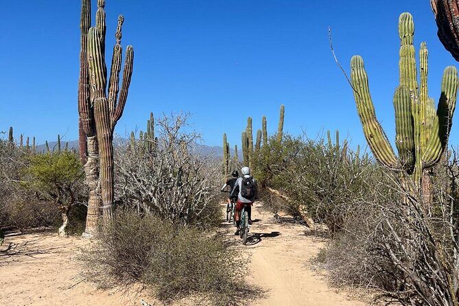 Guided Cactus Forest Mountain Bike Experience in La Ventana - Frequently Asked Questions